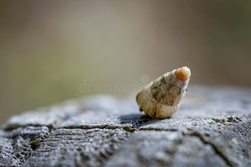 Close Up on Sea Shells on a Trunk Stock Image - Image of beautiful ...