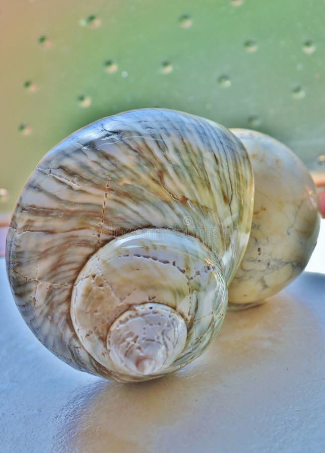 Snail shell stock image. Image of shell, white, hard - 30270555