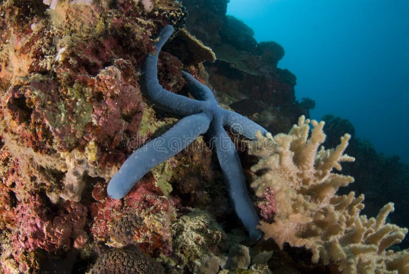 Bright Blue Star Fish and Sea Urchins on Reef, Indonesia Stock Photo ...