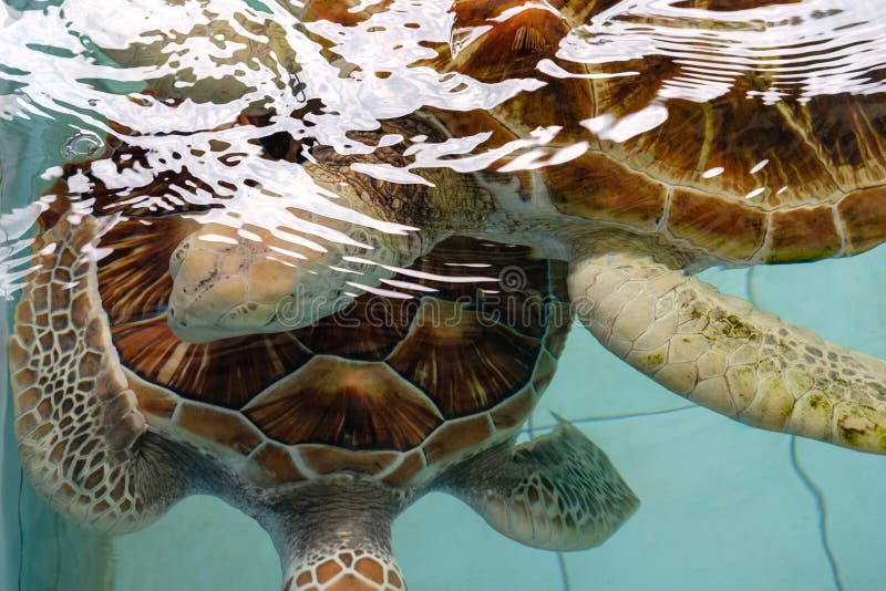Sea Turtles Mating stock photo. Image of shell, animal - 17876052