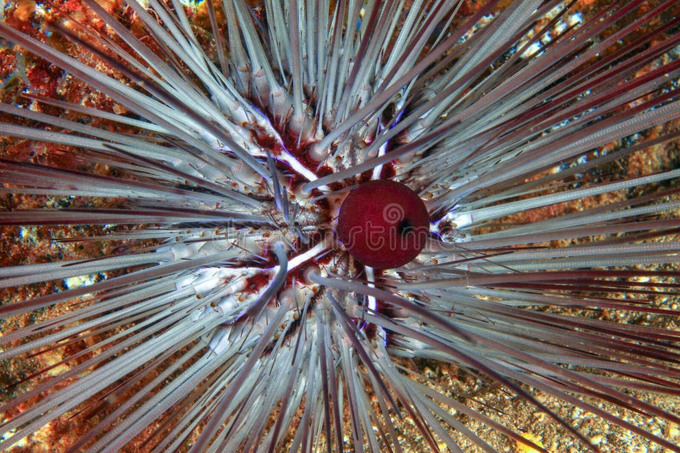 Close-up of a Sea Urchin, Showing Its Long, Sharp Spines Stock Photo ...