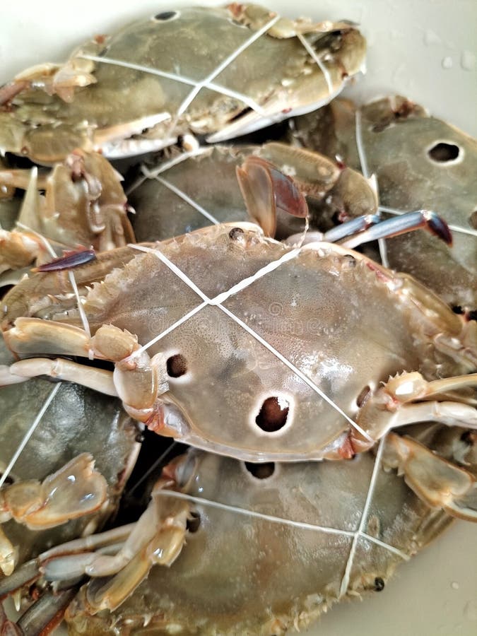 A Group of Crabs in a Tray,a Fresh Seafood Stock Photo - Image of ...