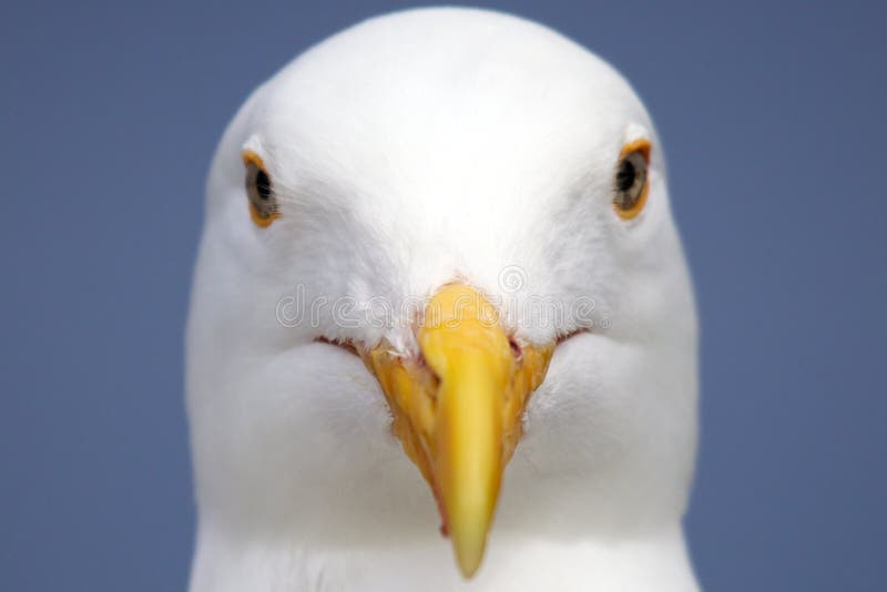 Close up Seagull stock image. Image of lairdae, coast - 26242033