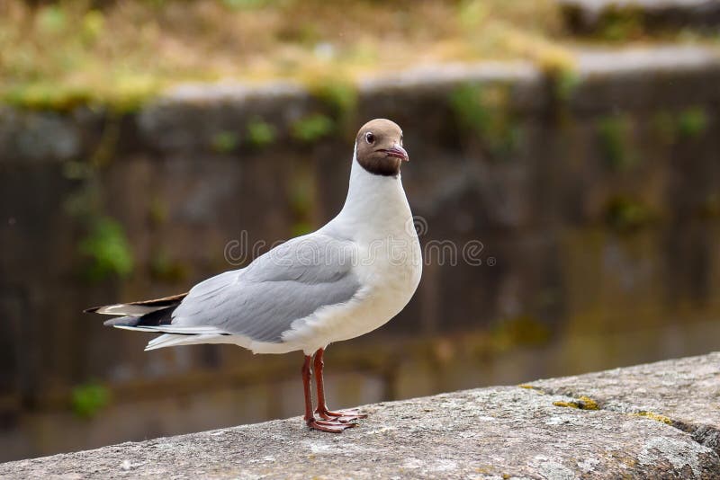 Sea gull on the old pier. stock photo. Image of nature - 226823096