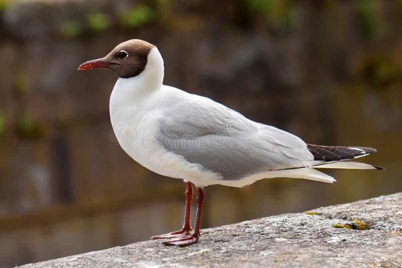 Sea gull on the old pier. stock image. Image of beak - 226823145