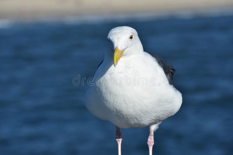 Close-up of a seagull stock image. Image of bird, wildlife - 357656971