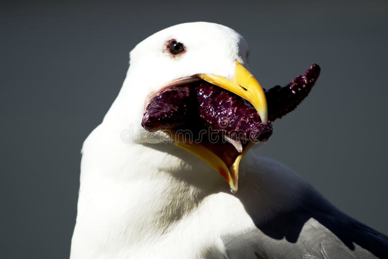Close Up of Seagull Eating a Starfish Stock Image - Image of animals ...