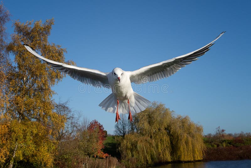 Close Up of a Seagull in Flight Stock Photo - Image of looking, wild ...