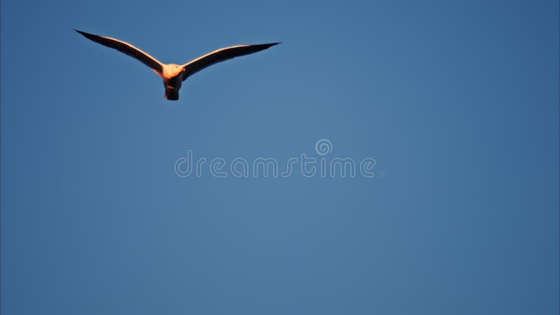 Close Up of a Seagull Flying on a Blue Sky Backgro Stock Footage ...
