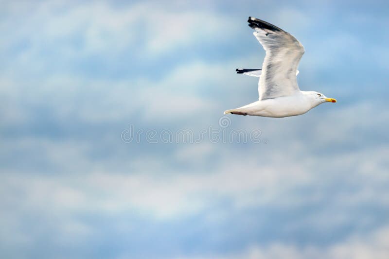 Close-up of a Seagull Flying Profile View Stock Image - Image of nature ...