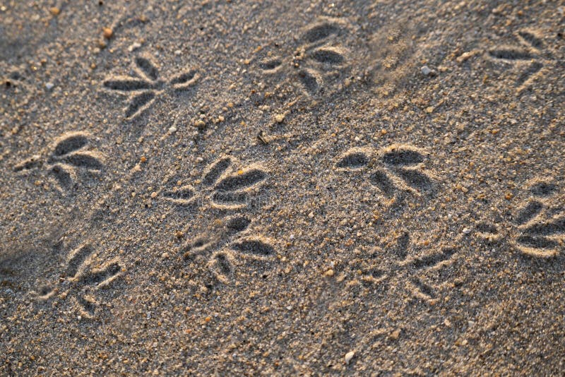 Close Up of Seagull Footprints on a Sandy Beach. Stock Image - Image of ...