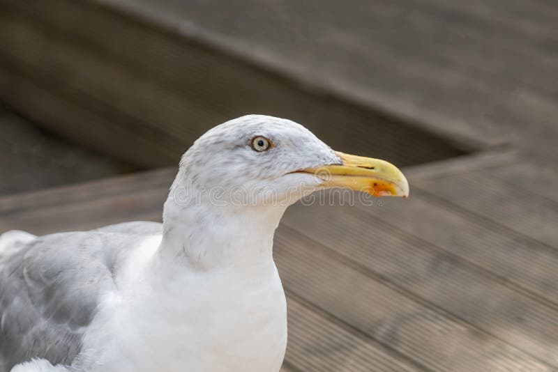 Close-up of a Seagull, is the Largest Member of the Gull Family Stock ...