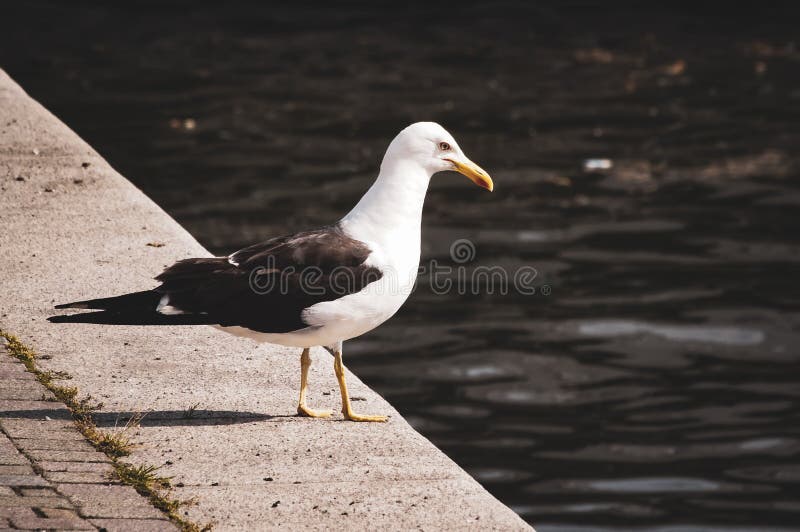 Close Up of Seagull Perching on Retaining Wall Stock Image - Image of ...