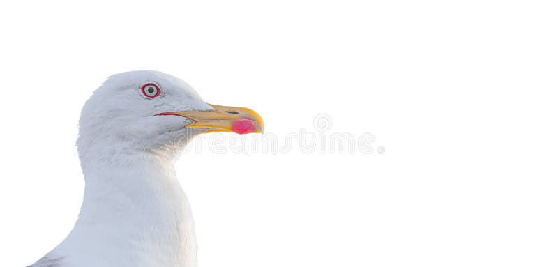 Close-up of a Seagull S Face Isolated on a Transparent, White ...