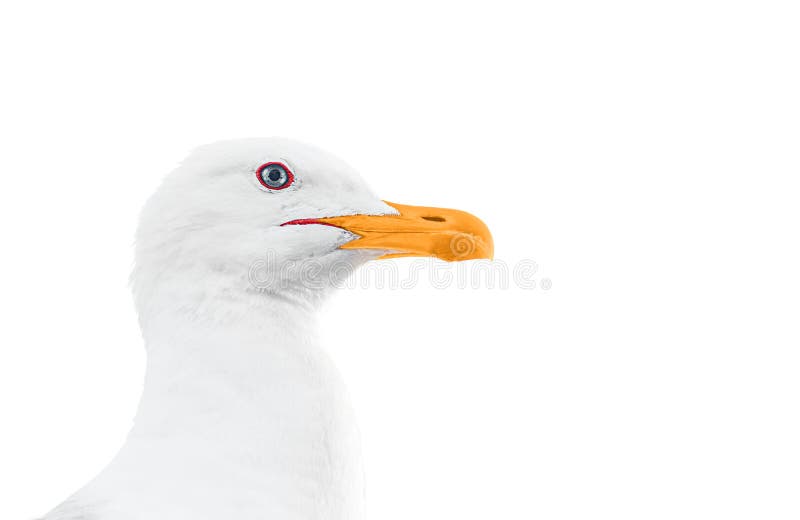 Close-up of a Seagull Face Isolated on a Transparent, White Background ...