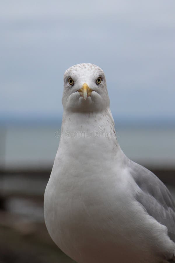 Close up of a seagull stock image. Image of nature, scary - 233010275