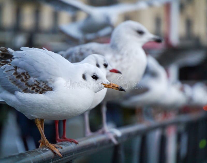 Close Up of Seagulls Perching on Railing Stock Image - Image of group ...