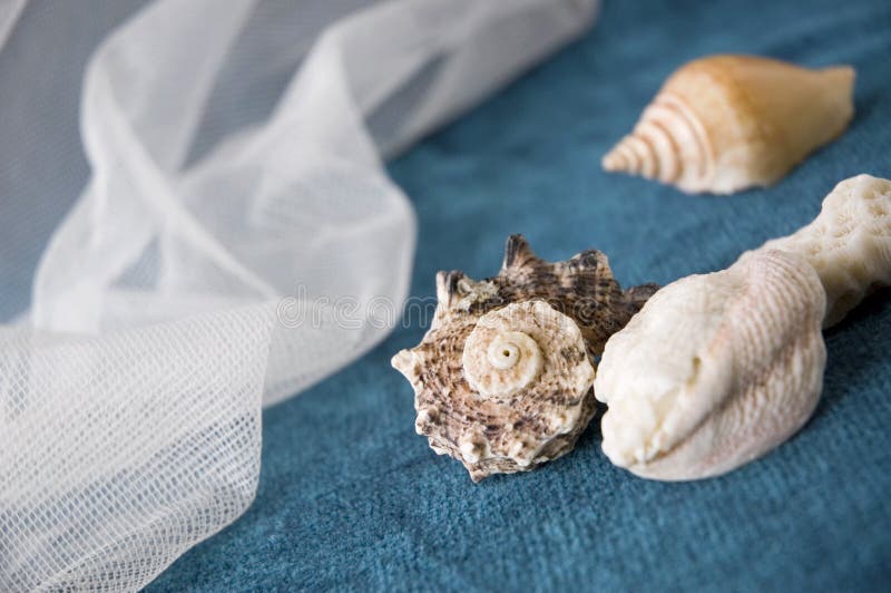 Close up seashell stock photo. Image of blue, textile - 53954854