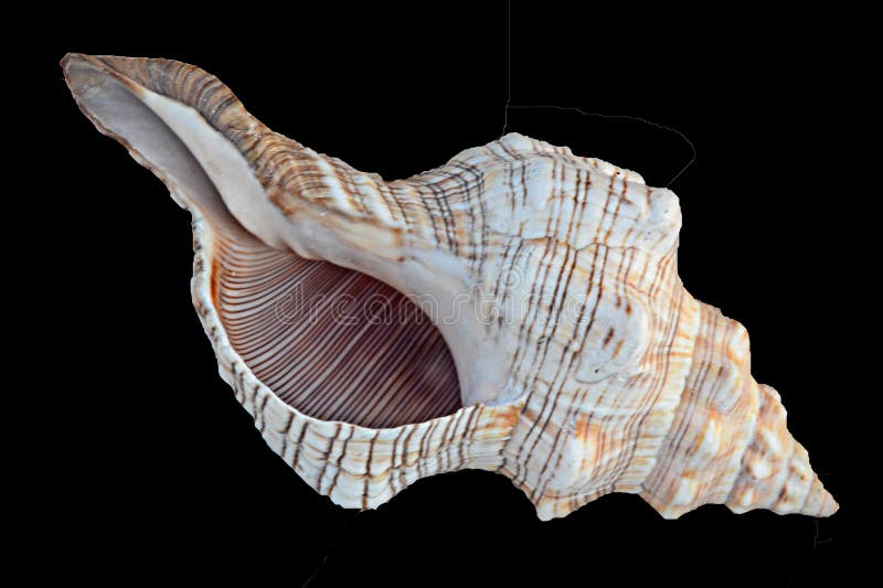 Close up of Seashell stock photo. Image of reflection - 43349668