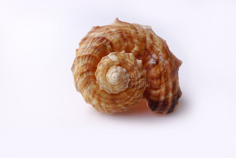 Close up of seashell stock photo. Image of shell, nature - 127658816