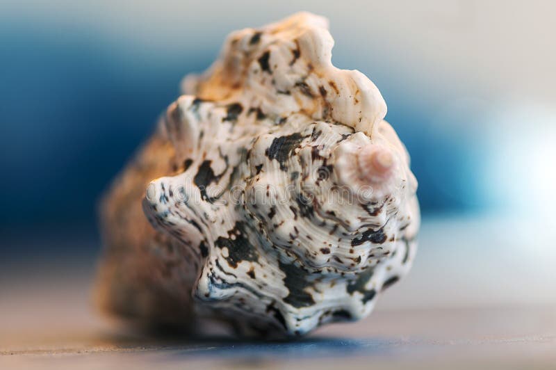 Close-up on a seashell stock image. Image of exotic - 101821777