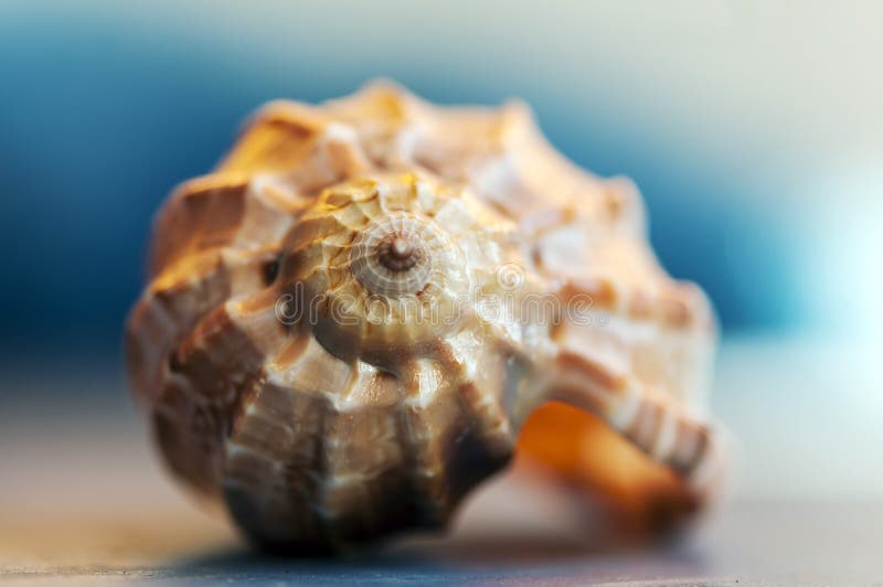 Close-up on a seashell stock image. Image of mollusc - 101821783