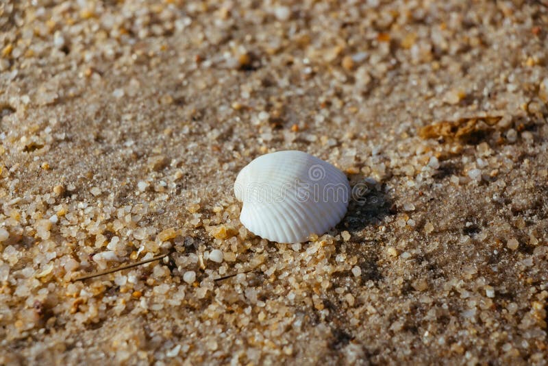 Close up seashell stock photo. Image of close, rock, pattern - 60885726
