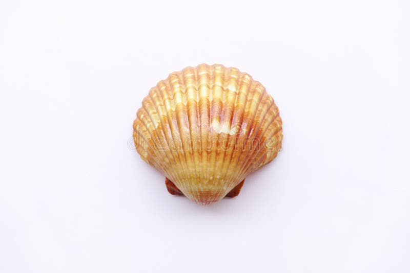 Close up of seashell stock image. Image of vacation - 127658811
