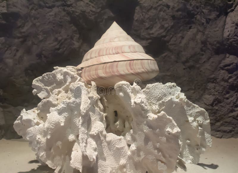 Close up of a seashell stock photo. Image of animal, beach - 31652748