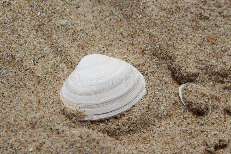 Close Up of a Seashell in the Sand Stock Image - Image of sand ...