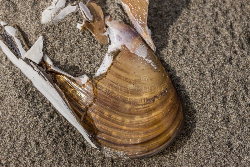 Close Up of Seashell in the Sand. Stock Image - Image of detail, shell ...