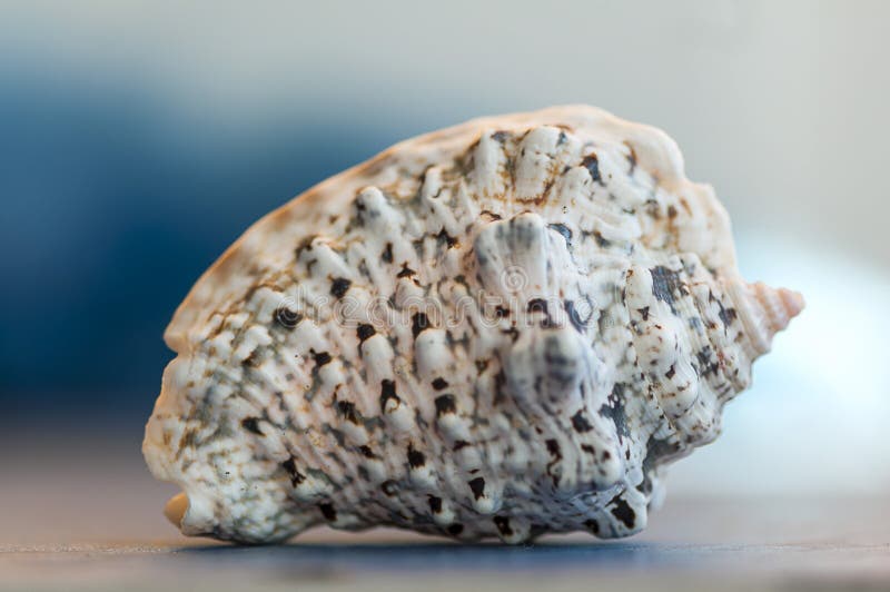 Close-up on a seashell stock image. Image of marine - 103677969