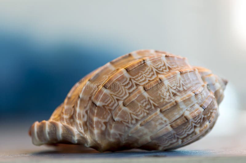 Close-up on a seashell stock photo. Image of scratches - 108408468