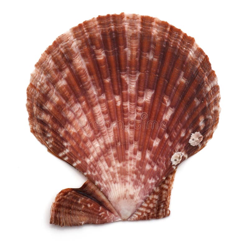 Seashell stock photo. Image of species, scallop, ocean - 118618
