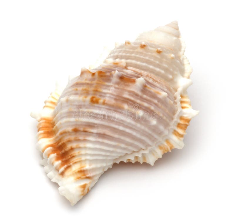 Seashells isolated stock photo. Image of environment, outdoor - 8485880