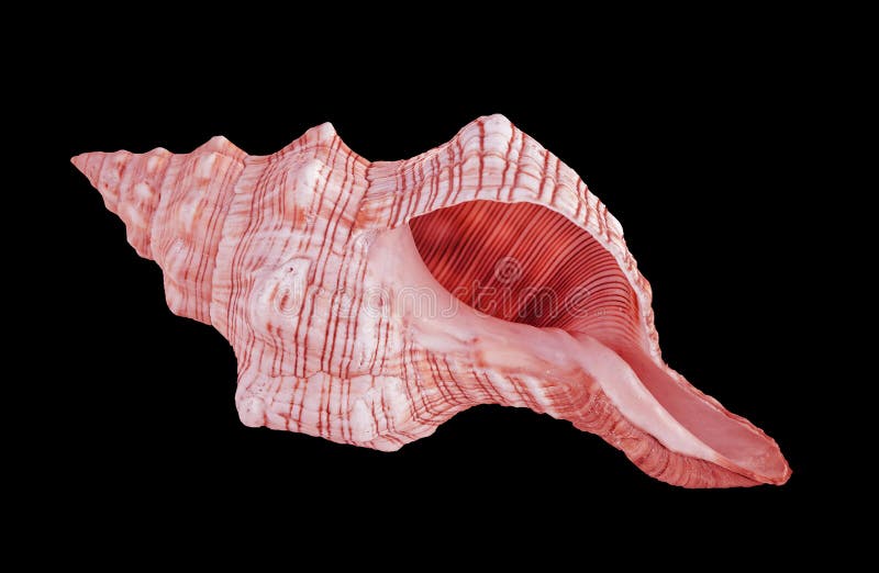 Close up of Seashell stock photo. Image of black, nature - 43349666