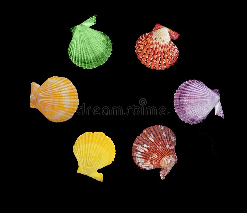 Close up of seashells stock photo. Image of isolated - 131510220
