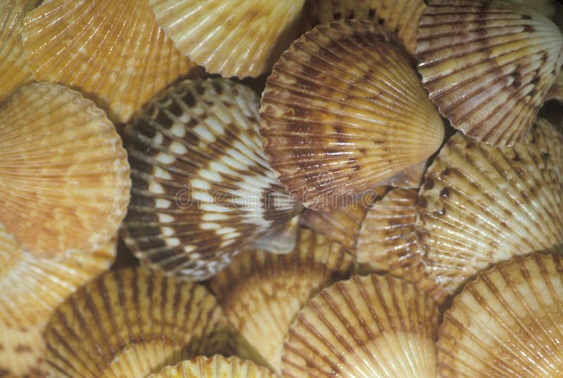 Close up of seashells stock image. Image of color, life - 23150549