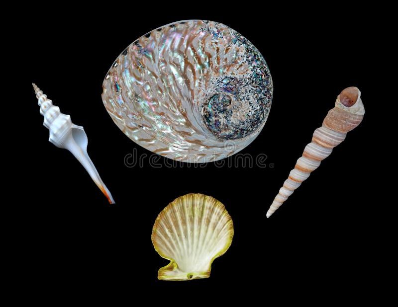 Close up of seashells stock image. Image of shell, gastropoda - 128871389