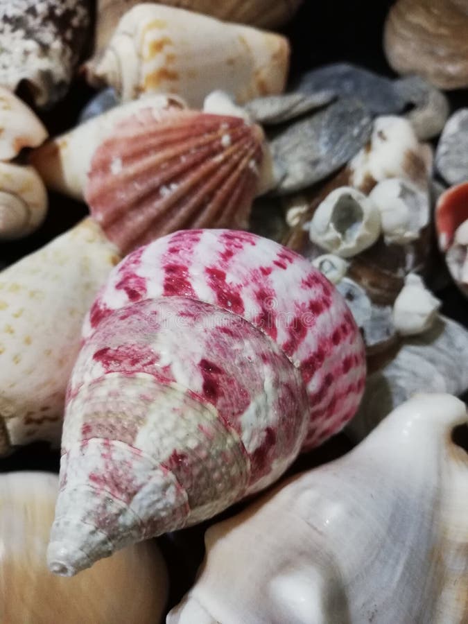 Close-up of seashells stock photo. Image of snails, shells - 213714018