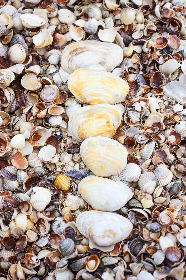 Seashell Line On Beach - Vintage Tone Stock Image - Image of natural ...