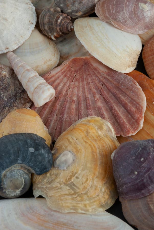 Close-up of seashells stock photo. Image of life, europe - 144510378
