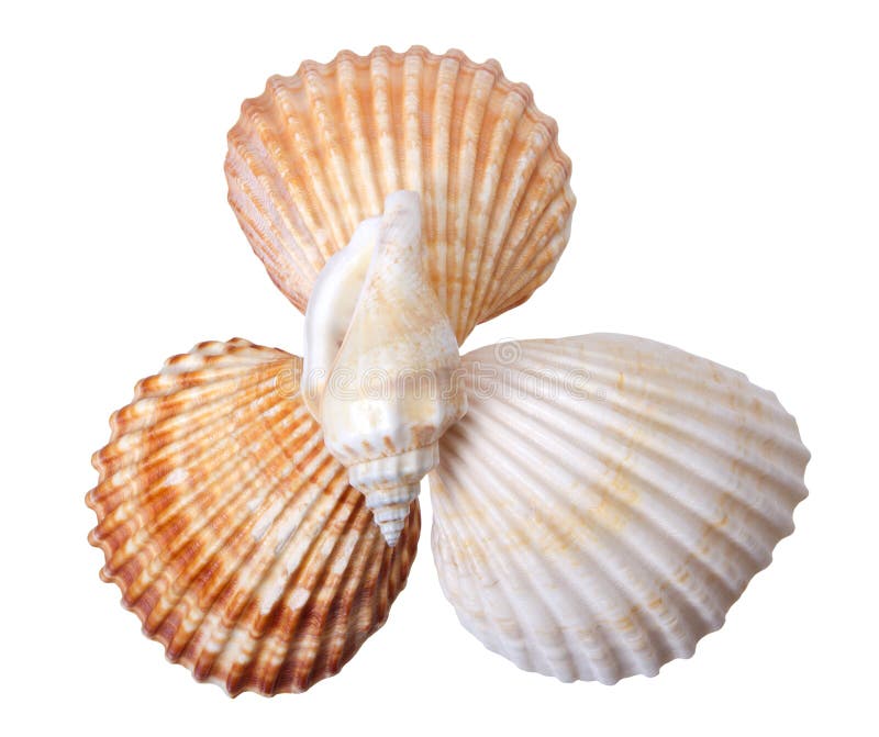 Close-up Seashells on White Stock Photo - Image of shellfish, nature ...