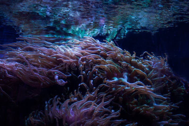 Close Up of Seaweed on the Ocean Floor. Stock Photo - Image of ...