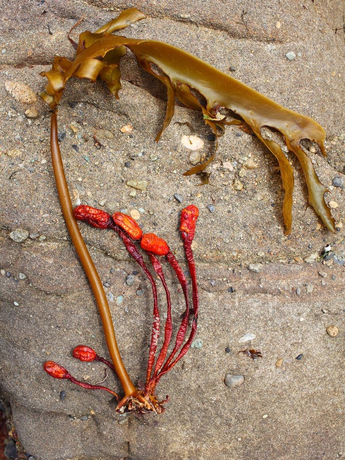 Seaweed Plant Washed upon Rocky Shore Australian Sea Life Stock Photo ...