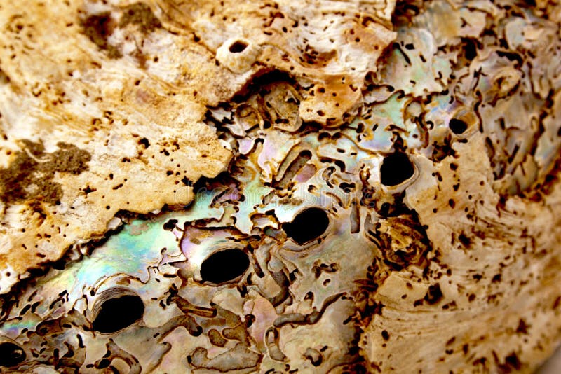 Close Up of Section of Abalone Shell Stock Photo - Image of mollusk ...