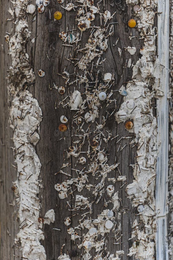 Close-up of a Section of a Bulletin Board with Gray Staples and Pins ...