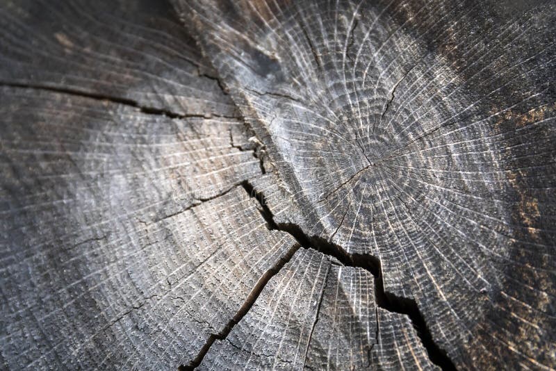 Close Up of the Section of a Cut Tree Trunk Stock Photo - Image of ...