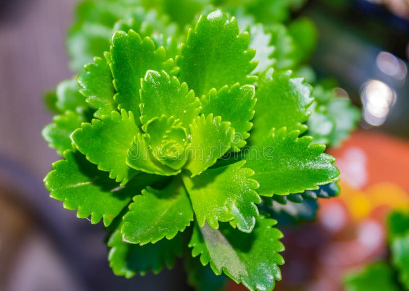 Close up of Sedum sp. stock photo. Image of closeup, close - 97725076