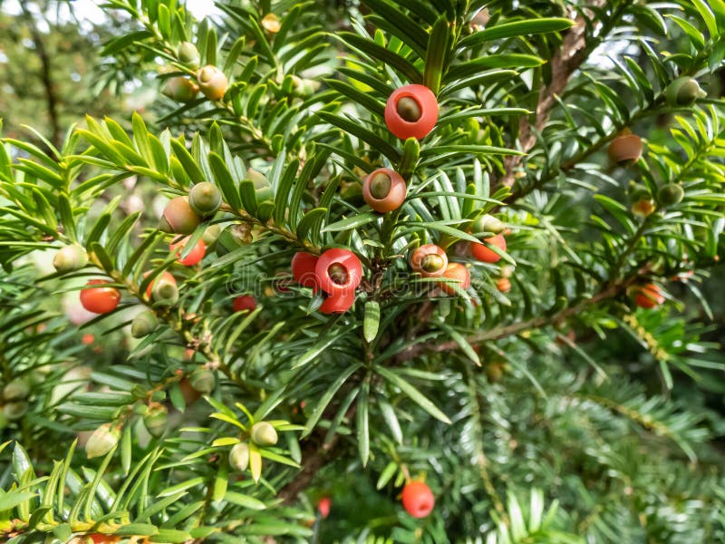Seed Cones with Seed Surrounded by Fleshy Scale Which Develops into ...
